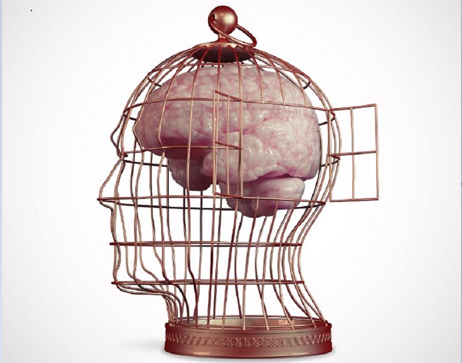 Bird Brains And Nervous System