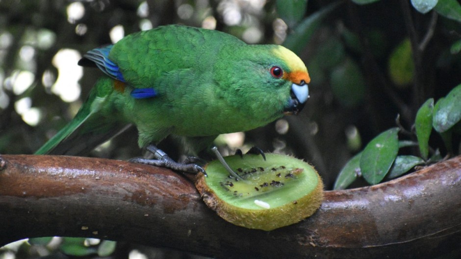 Love birds: twice-extinct parakeet gets lifeline from randy pair - eNCA