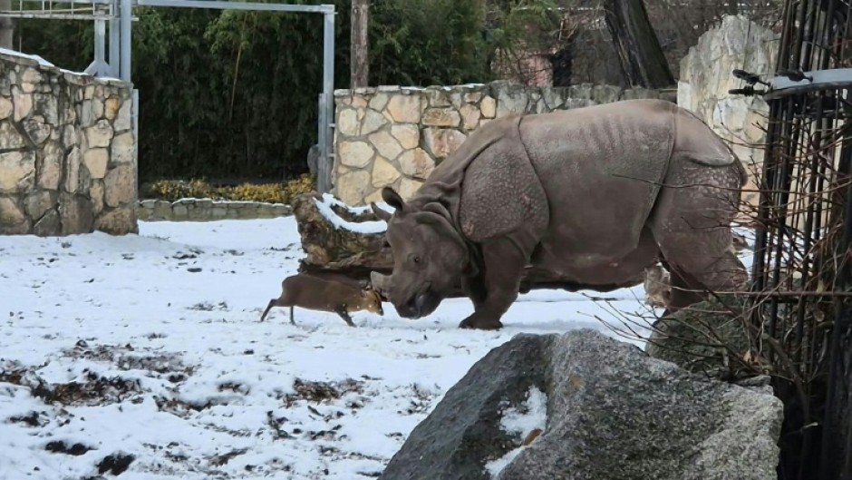 Funny old world: the week's offbeat news - eNCA