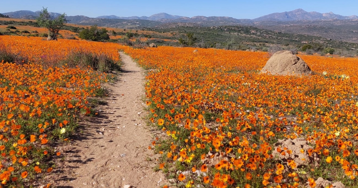Hoop vir toerisme in Noord-Kaap blom | eNCA