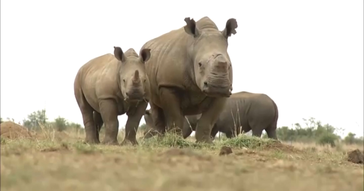 Renosterstropers teiken nou KZN | eNCA