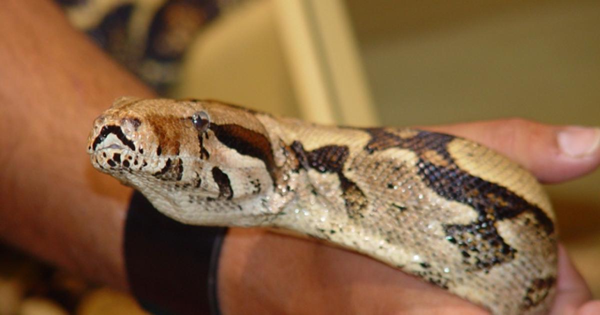 WATCH: US teen's pet snake gets stuck in her earlobe | eNCA