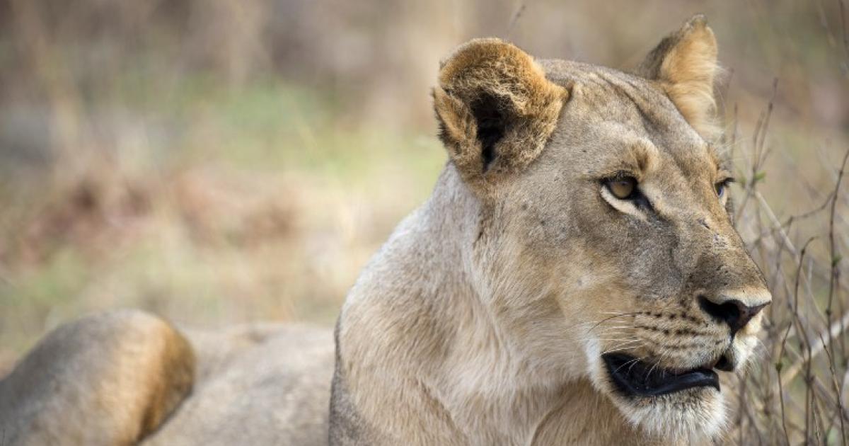 Lioness killed in North West after escape | eNCA