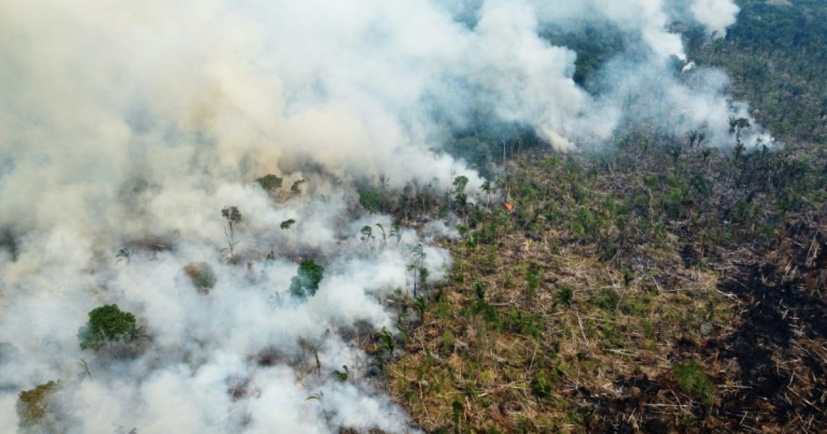 Rainforest giants Brazil, Indonesia, DR Congo sign deforestation pact ...