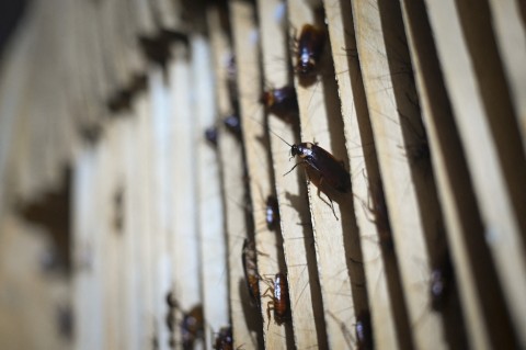 Cockroach outbreak in SA linked to wet, humid conditions - eNCA