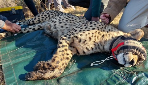 Nuwe horisonne vir Rietvlei se jagluiperd-sibbe - eNCA