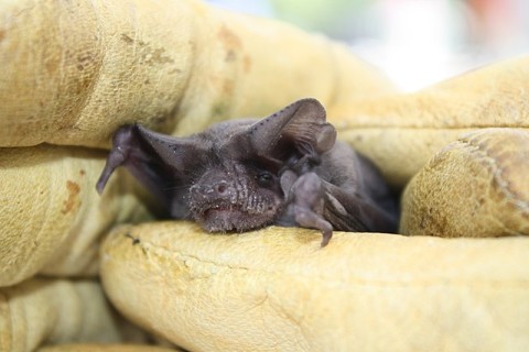 Freezing US temperatures send bats into hypothermic shock - eNCA