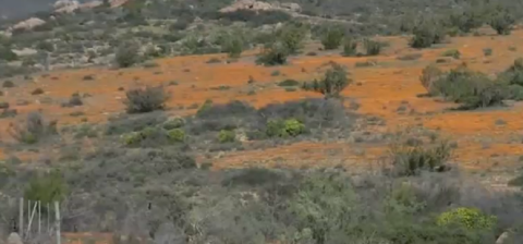 WATCH | Northern Cape tourism blooming again - eNCA