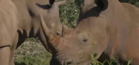 Nature Conservation | Delving deeper into wildlife matters - eNCA