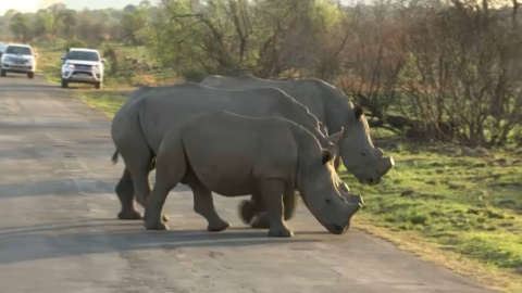 Pilanesberg bereik skynbare draaipunt in stryd teen stropery - eNCA