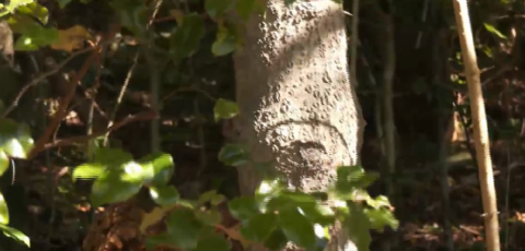 Conservation of indigenous trees in the spotlight - eNCA