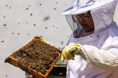 Devil in the beetails: Australian scientists discover new 'lucifer' bee ...