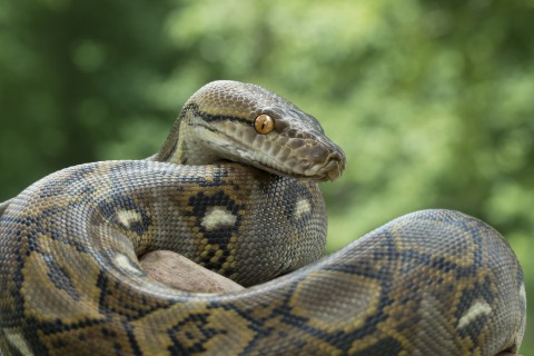 Python swallows woman whole in Indonesia - eNCA