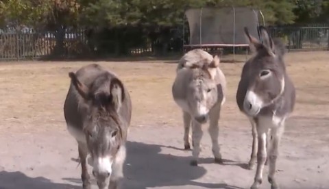Discussion | Donkey Therapy | An unusual healing experience - eNCA