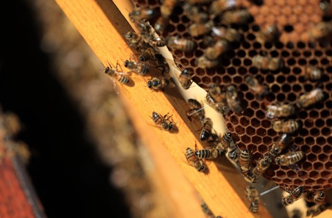 'Bees starving' in disastrous year for French honey - eNCA
