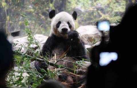 Panda Pair In Tokyo To Return To China Enca