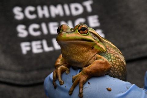 Australian sauna helps save frogs from flesh-eating fungus - eNCA