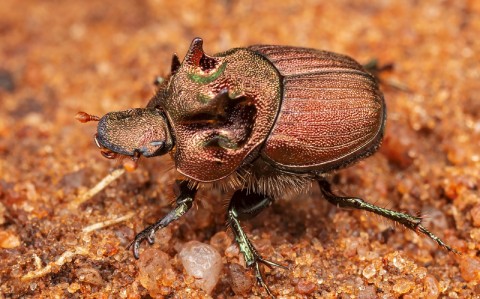 Ontmoet Pragtig, die land se mooiste miskruier - eNCA