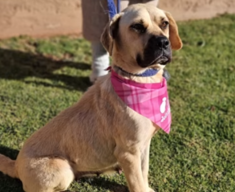 WATCH | Bobby the dog's journey to a new life - eNCA