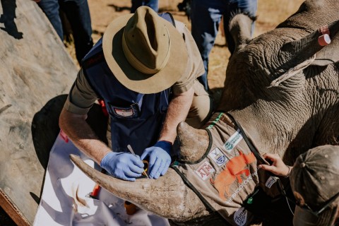 Só kan radioaktiewe renosterhorings smokkelaars stuit - eNCA