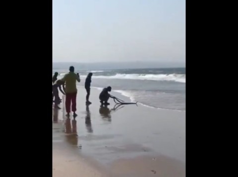 Snakes on a beach | Black Mamba spotted swimming in Durban beach - eNCA