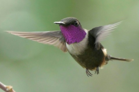 To find out how wildlife is doing, scientists try listening - eNCA