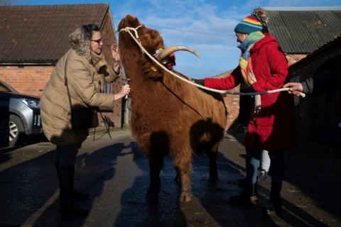 Feeling stressed? Cuddle a cow, says UK dairy farm - eNCA
