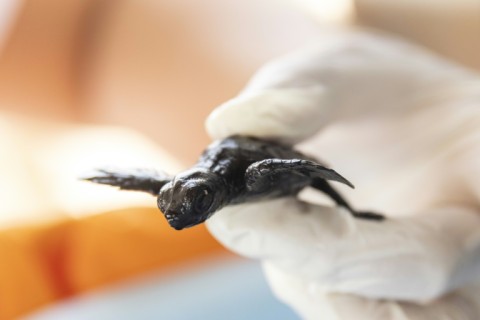 Moonlit scramble across the sand for Turkey's booming baby turtle ...