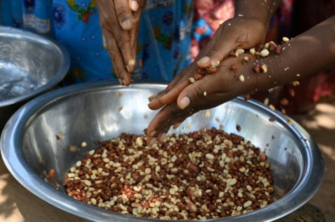 Australia launches landmark peanut allergy treatment for babies - eNCA
