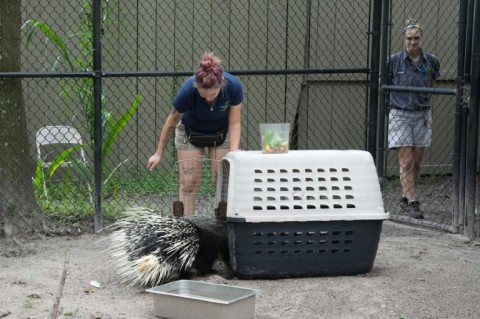 Tampa zoo rushes Chompers the porcupine, others to safety as Milton ...