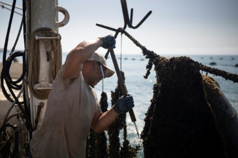 Bulgarian mussel farmers face risk, and chance, in hotter sea - eNCA