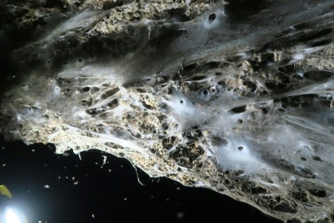 Giant spider web found in Greek-Albanian border cave: study - eNCA