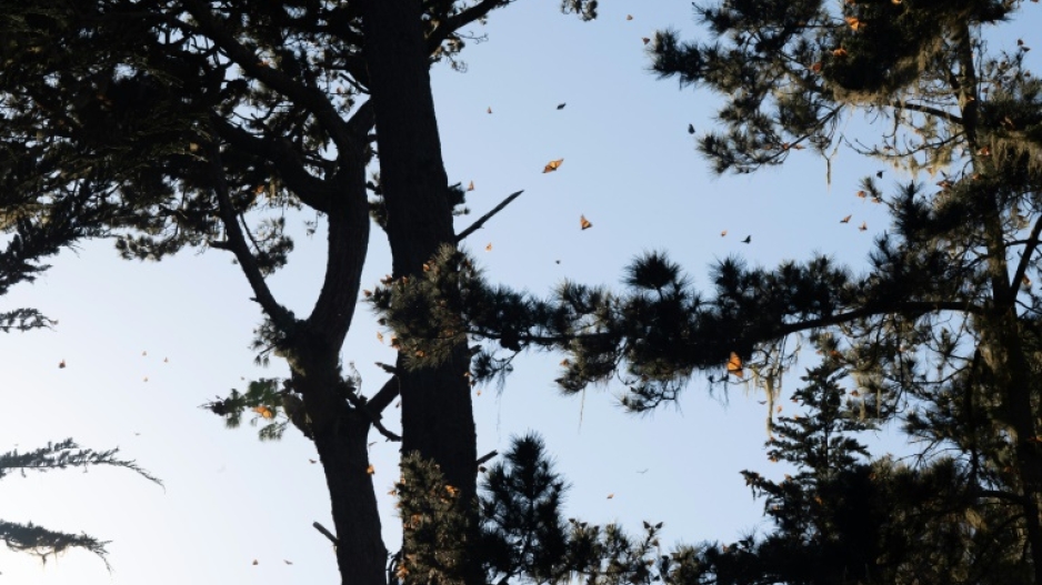 Endangered monarch butterflies face perilous storm | eNCA