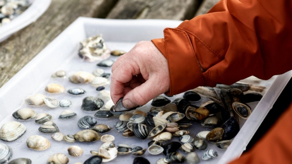 North Sea shell survey brings out volunteers | eNCA