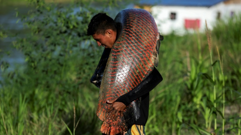 Pirarucu: Amazon's giant air-breathing fish in poachers' sights | eNCA